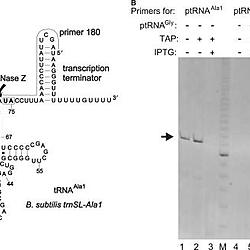 5′-RACE analysis of 3′-precursors