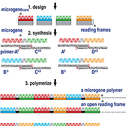 Schematic diagram of a motif-mixing protocol used in this study