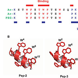 Sequence alignment and structural properties of Pep-2 and Pep-3