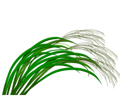 Cartoon version - Eragrostis tef