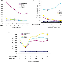 Transient transfection assays