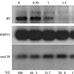 Kinetics of L1Tc mRNA stability