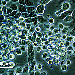 IPLB-Sf21 cells; an example of a strongly attached cell line