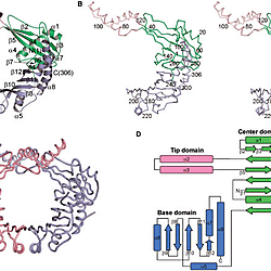Overall structure of RdgC