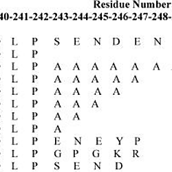 Amino acid sequences of loop constructs
