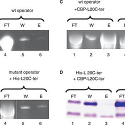 Affinity separation experiment