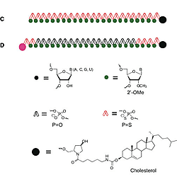 Chemical modifications used in this study