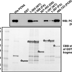 GST-pull-down assay