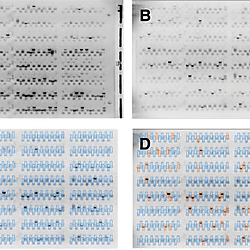 Identification of -positive samples