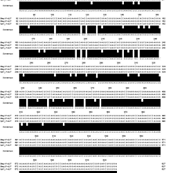 DNA-based watermarks using the DNA-Crypt algorithm-2