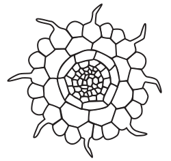Arabidopsis - Roots: cross section
