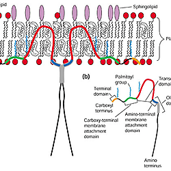 Primary structure and topology of Cav-1