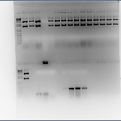 Sup_Figure 1B original pGEM-T Easy vector