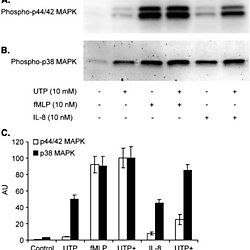 UTP induces MAP kinase phosphorylation