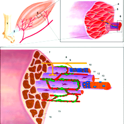 Skeletal muscle structure focussing on muscle vascularization