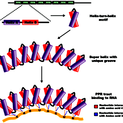 PPR protein structure and the mechanism of transcript recognition
