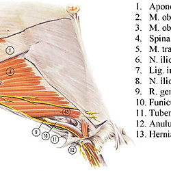 Anatomy of the groin region