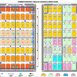 Common Periodic Table of Codons & Amino Acids (modified from 52)