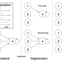 The limits of subfunctionalization-5