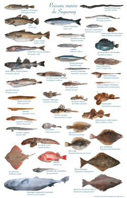 Poissons marins du Saguenay