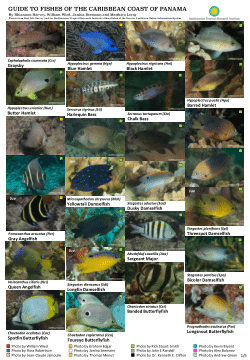 Field guide to fishes of the Caribbean coast of Panama