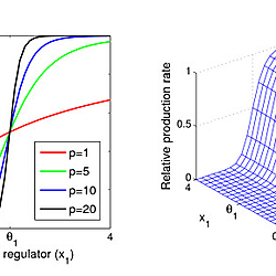 Regulatory functions used in the simulations