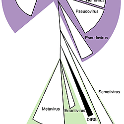 A schematic tree and classification of LTR retrotransposons