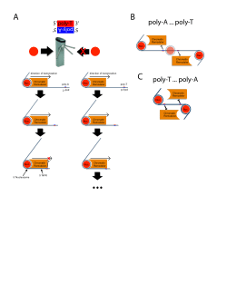 Model for how poly-dA:dT sites act as nucleosome turnstiles