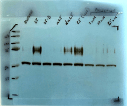 figure 1c original blots