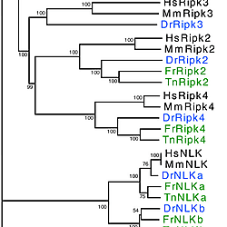 Phylogenetic tree of the kinases