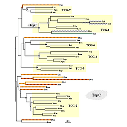 Phylogenetic tree of TrpC sequences