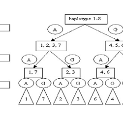 Classification tree search algorithm for the data in Table 1