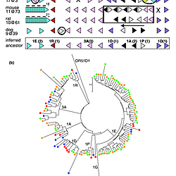 The reconstruction of an ancestral cluster