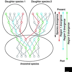 Genetic divergence times can vary across different regions of a genome