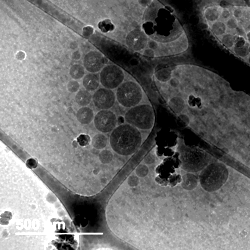 Item - Morphology of DOTAP and TT3 lipid nanoparticles with or without ...