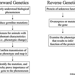 Practical application of forward and reverse genetics