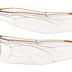 Anax papuensis wings