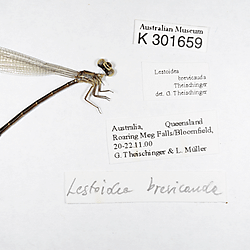 Lestoidea brevicauda