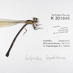Lestoidea lewisiana