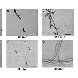 The scale bar represents 100 nm