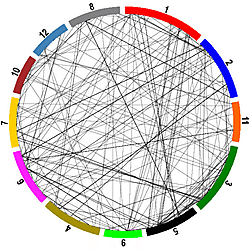 Gene conversion in the rice genome-1