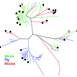 Phylogenetic tree of the GST gene families from worms, flies, and mice