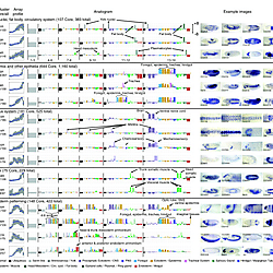 Overview of the restricted expression patterns