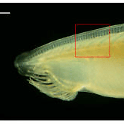 Draft of the anterior part of an adult amphioxus (A) (adapted from R