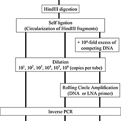 Flow chart of the experiments for and