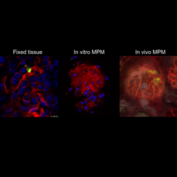 Supplement Videos to 'A new view of MD cell microanatomy"