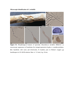Microscopic Identification of A. mirabilis