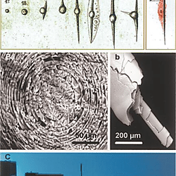 Spicules from siliceous sponges