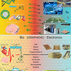 Graphene Bioelectronics