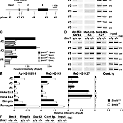 (A) Schematic representation of the gene locus